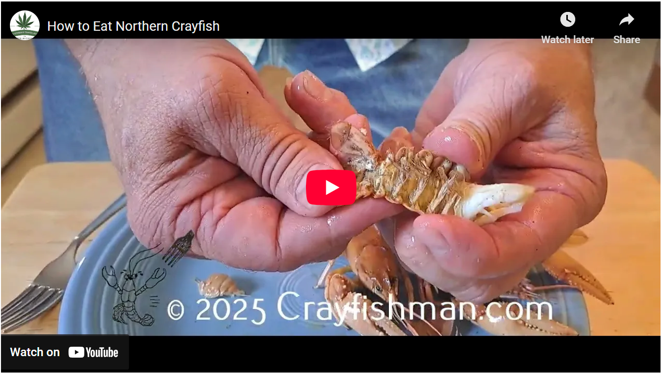 How to Eat Northern Crayfish - Crayfishman.com
