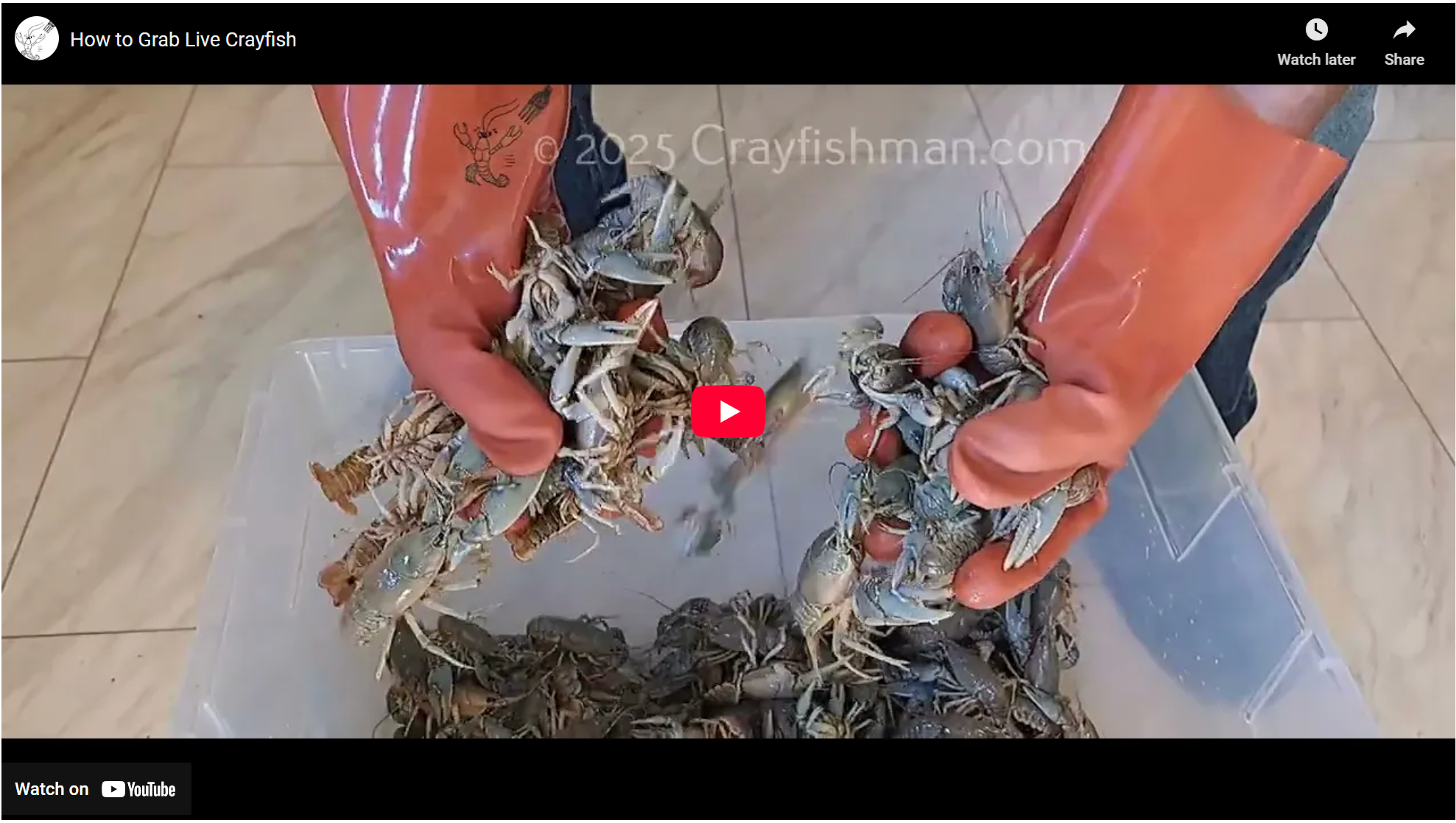 How to Grab Live Crayfish - Crayfishman.com